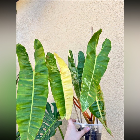 Brandy Melville | Tops | Philodendron Billietaie Variegated Houseplant ...